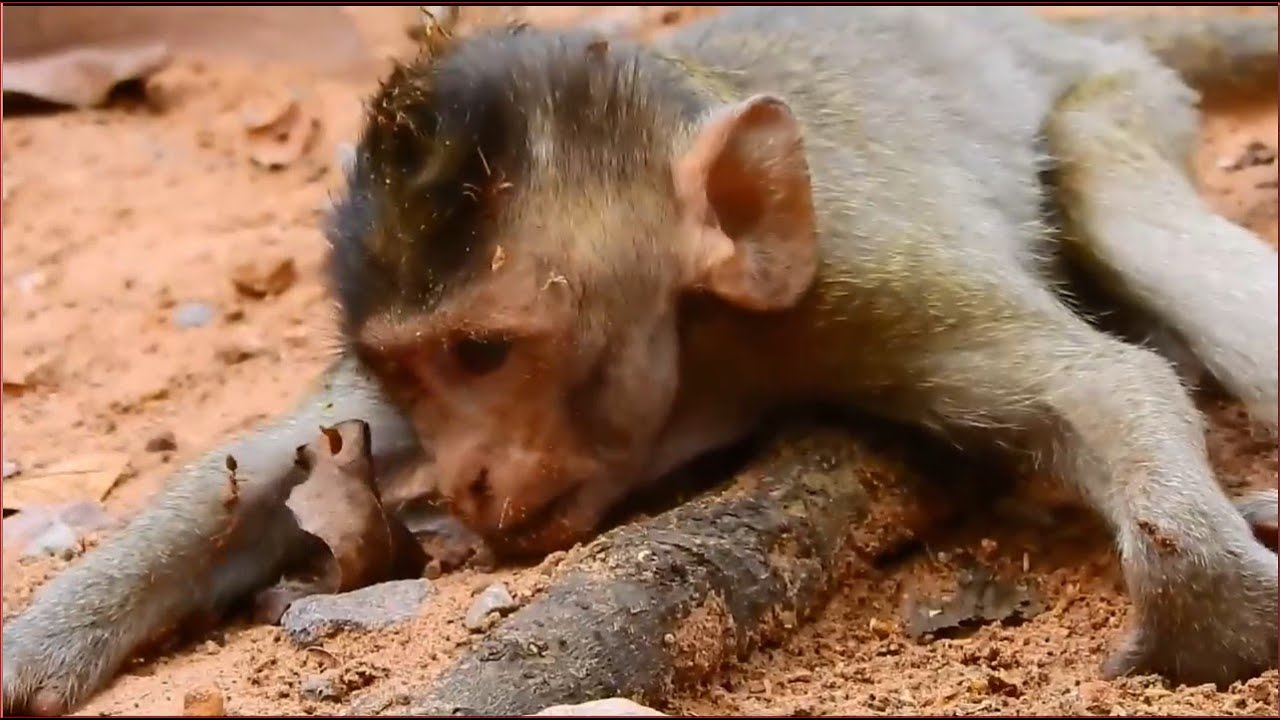 Unlucky day Baby falls down the Tree and lost consciousness - YouTube