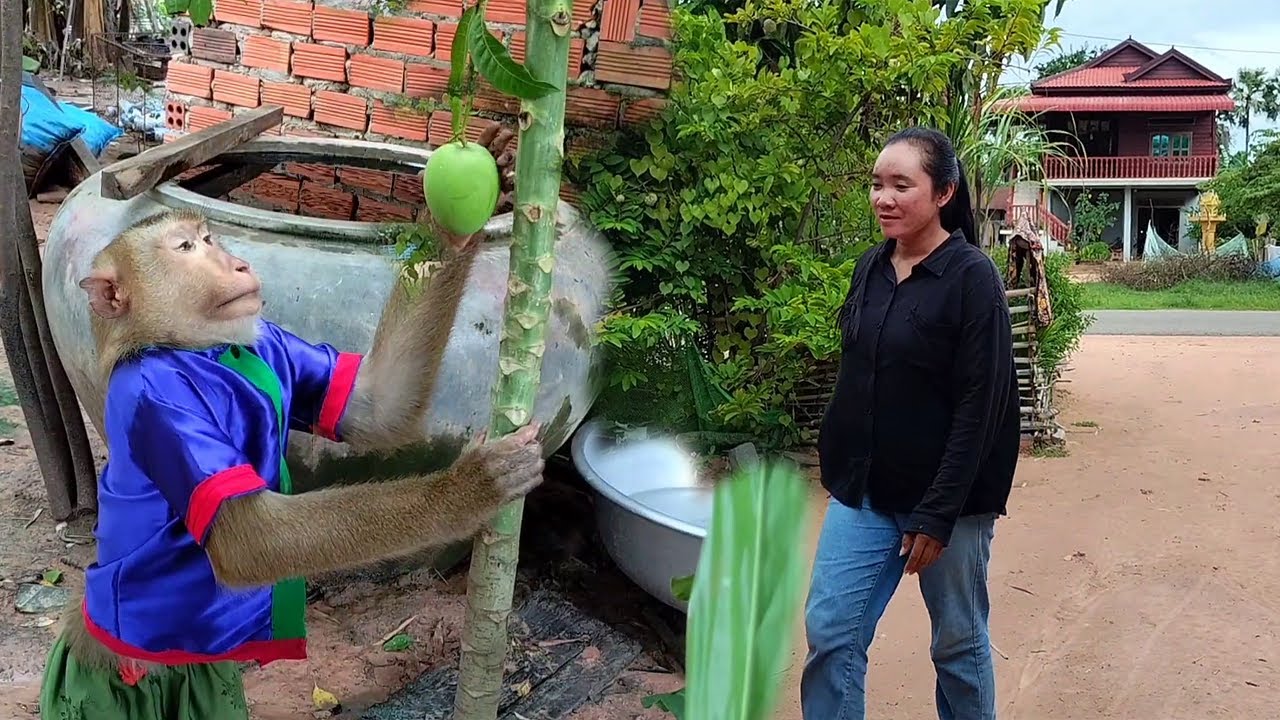 SokYaa Farmer Catching Mango At Farm Alone While Mother Not Stay Home ...