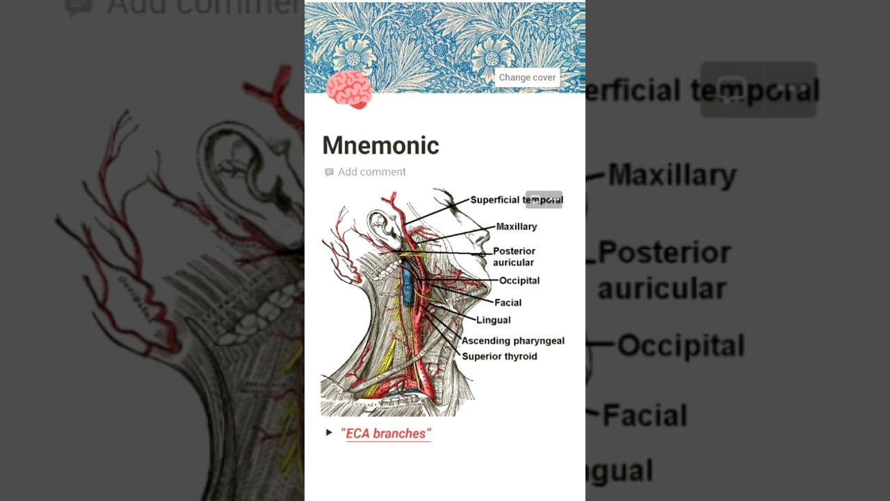 Branches Of External Carotid Artery Mnemonic