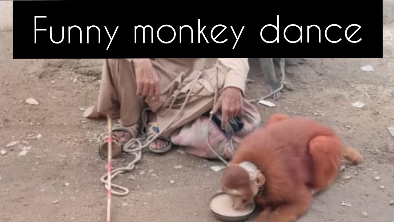 Funny Monkey Dance Video Monkey Doing Funny Things | Bandar ka dance - YouTube