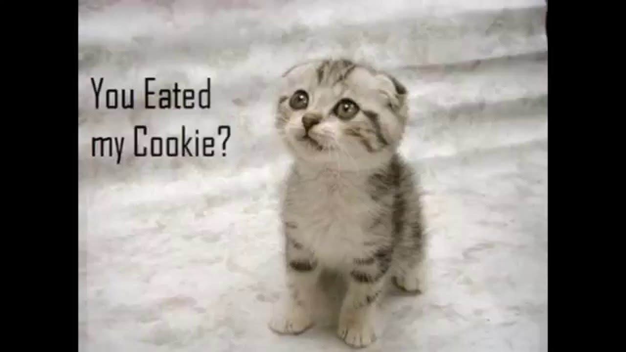 cute adorable animal slideshow - YouTube