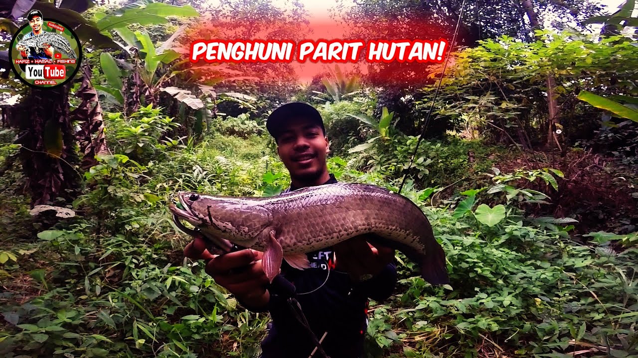 "PENGHUNI PARIT HUTAN" - Casting Ikan Haruan @ Gabus menggunakan Soft ...