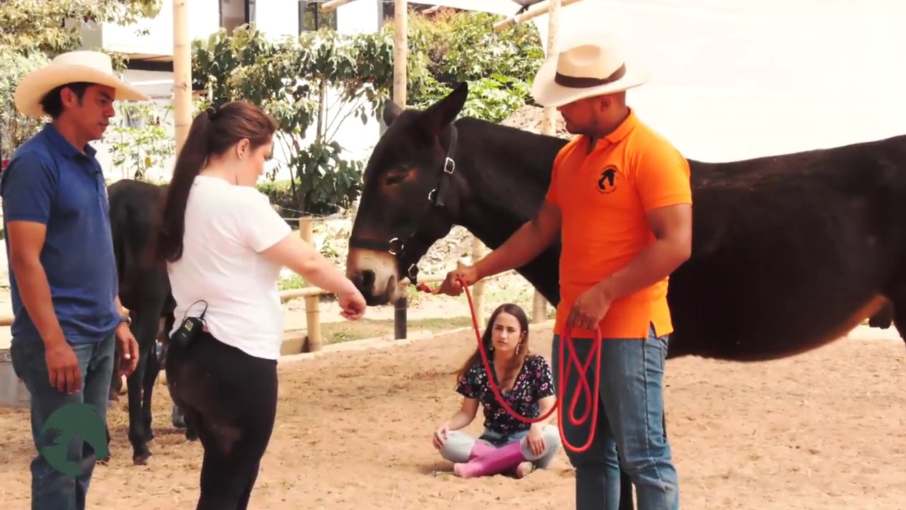 CORAZÓN EQUINO (LAS EMOCIONES) 6 MARZO 2020 - YouTube