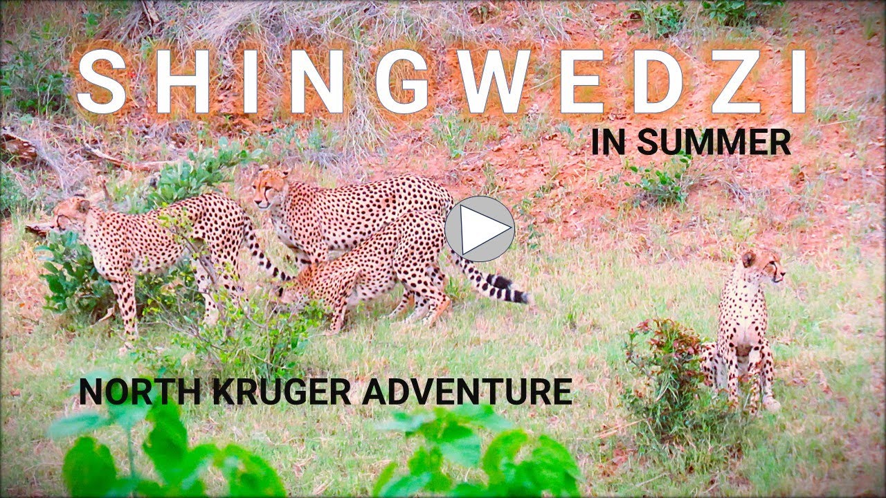 SHINGWEDZI IN SUMMER - YouTube