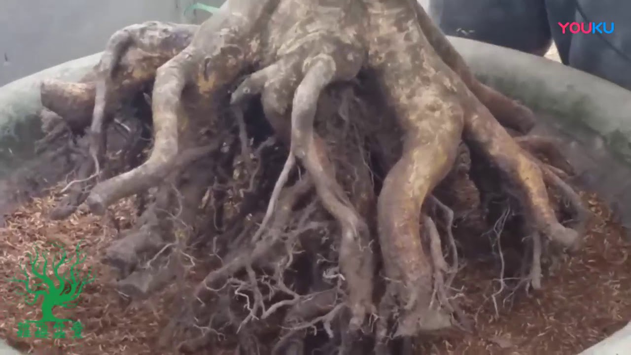 Bonsai hunting Good stumps found in the mountains - YouTube