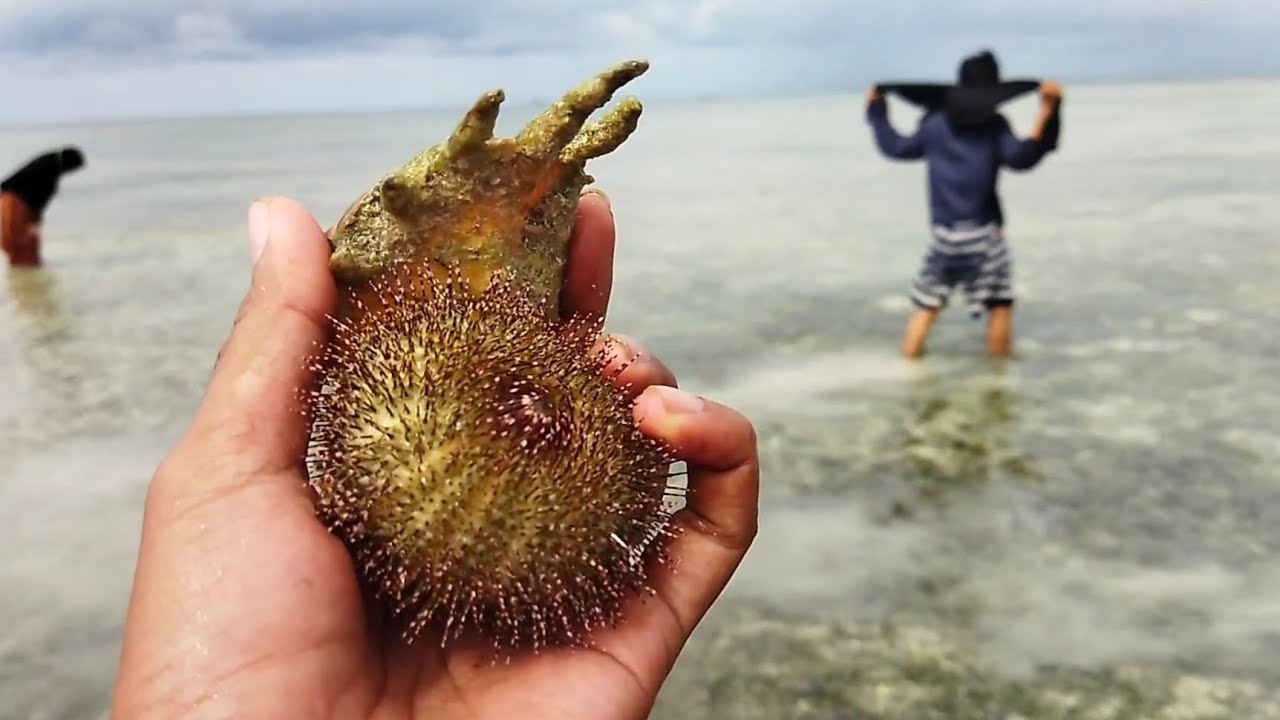 berburu kerang dan bulu babi mengexplore kekayan pulau oroho pulau ...