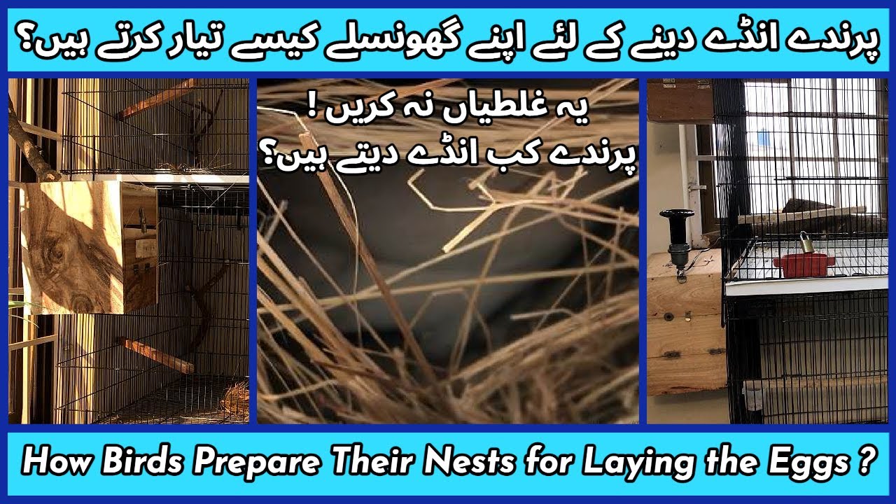 Lovebirds Nest | Breeding Season | Boxe Nesting | @MirAvi - YouTube