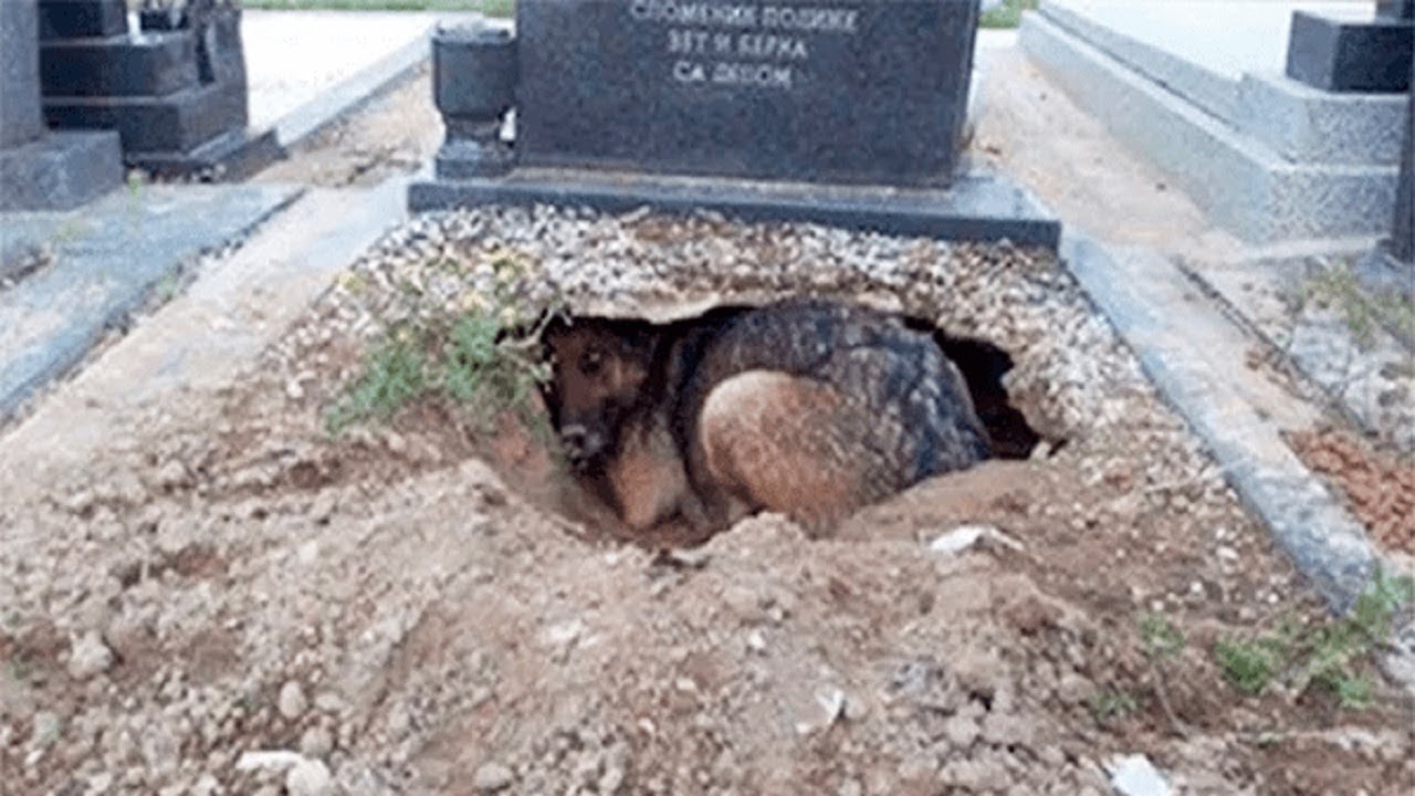 Everyone Assumed this Dog was Grieving for Its Dead Owner Until They ...