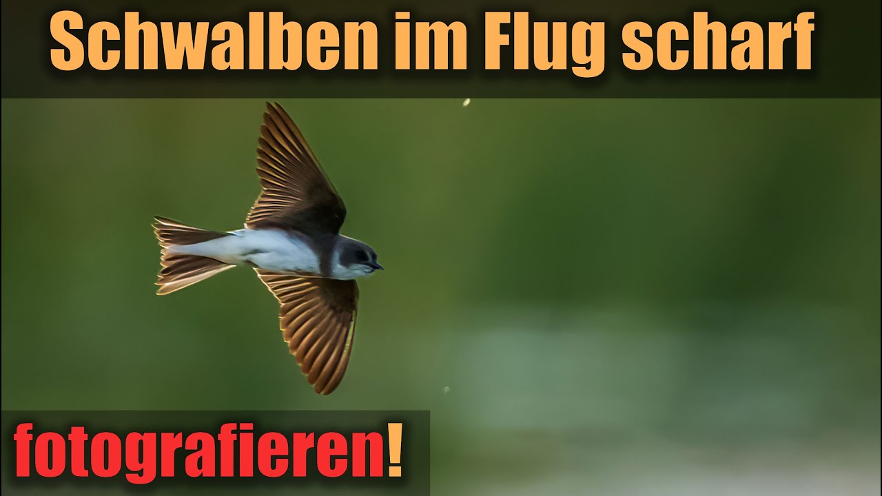 Uferschwalben im Flug fotografieren 📷 scharf und mit aufgelöstem ...