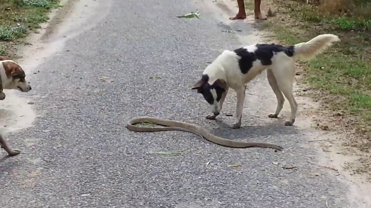 dogs killing snake - YouTube
