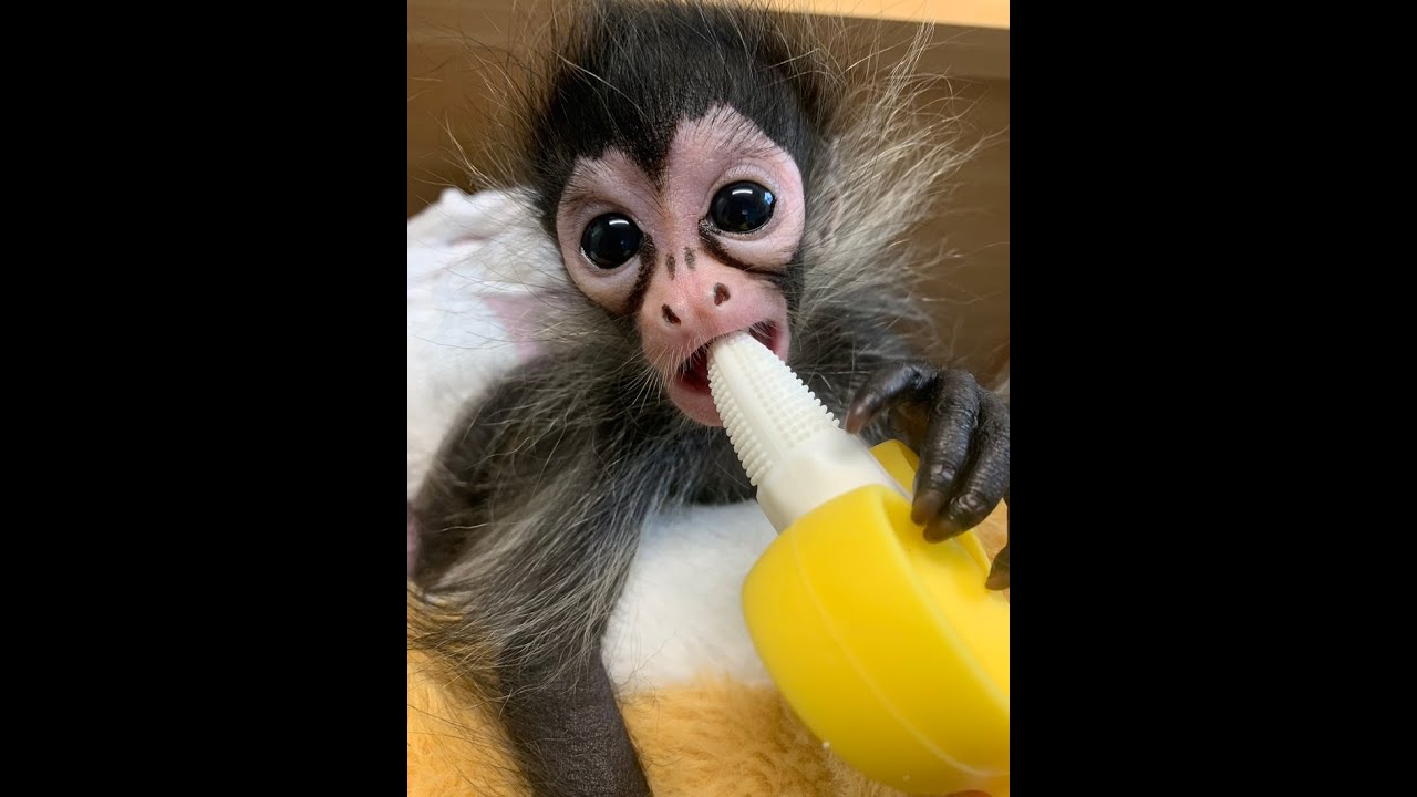 Aelina and the Baby Spider Monkey - YouTube