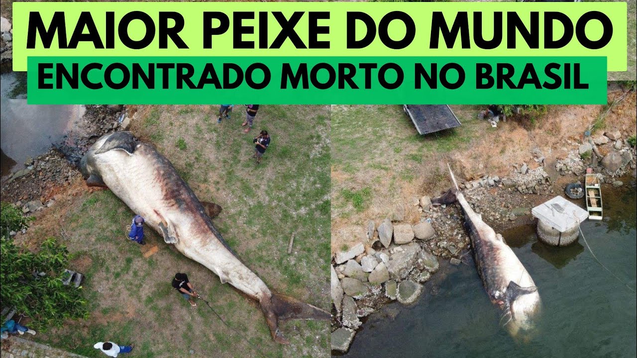 MAIOR PEIXE DO MUNDO ECONTRADO NO BRASIL: Tubarão Baleia em Vitória ES ...