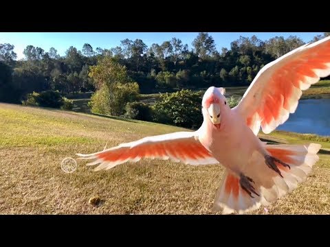 Flights & New Aviary Setup - YouTube