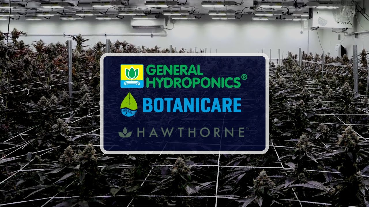 Optimizing Your Cannabis Growth with FloraPro, CocoPro, and ProGrow MP4 ...