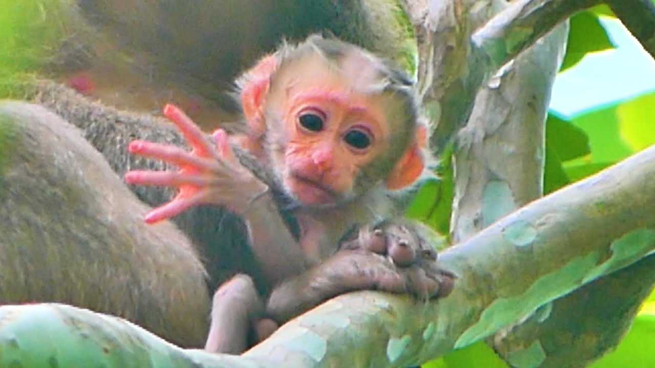 So love...Baby monkey just born of mommy monkey PINKA look so cute with ...