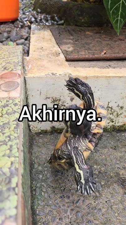 MISSION IMPOSSIBLE🐢#kurakura#turtle#turtledoves#funnyvideo#animals# ...