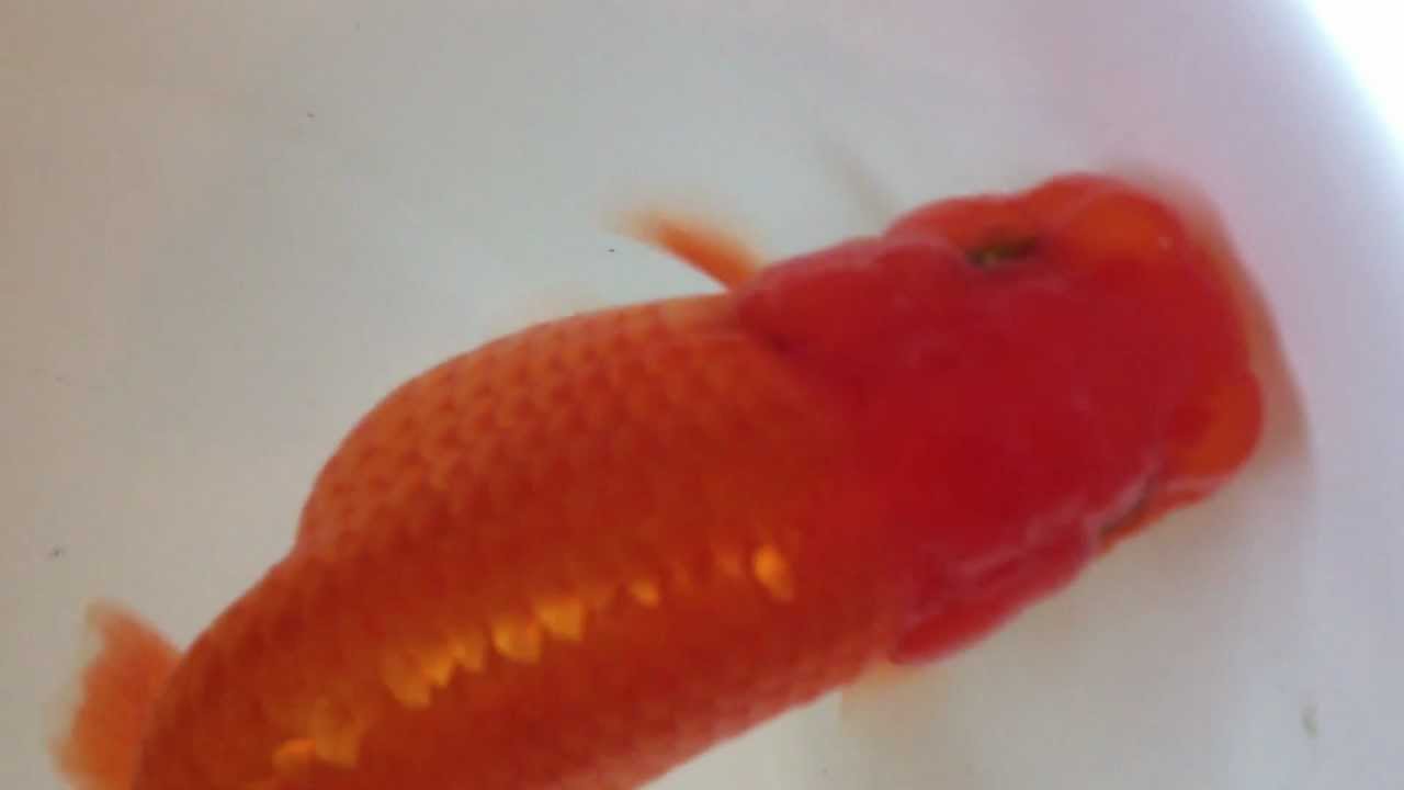 Ranchu (Top View) - YouTube