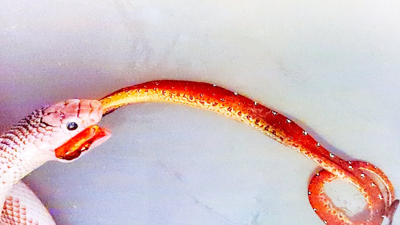 King Snake Eats Little Red Green Tree Python - YouTube