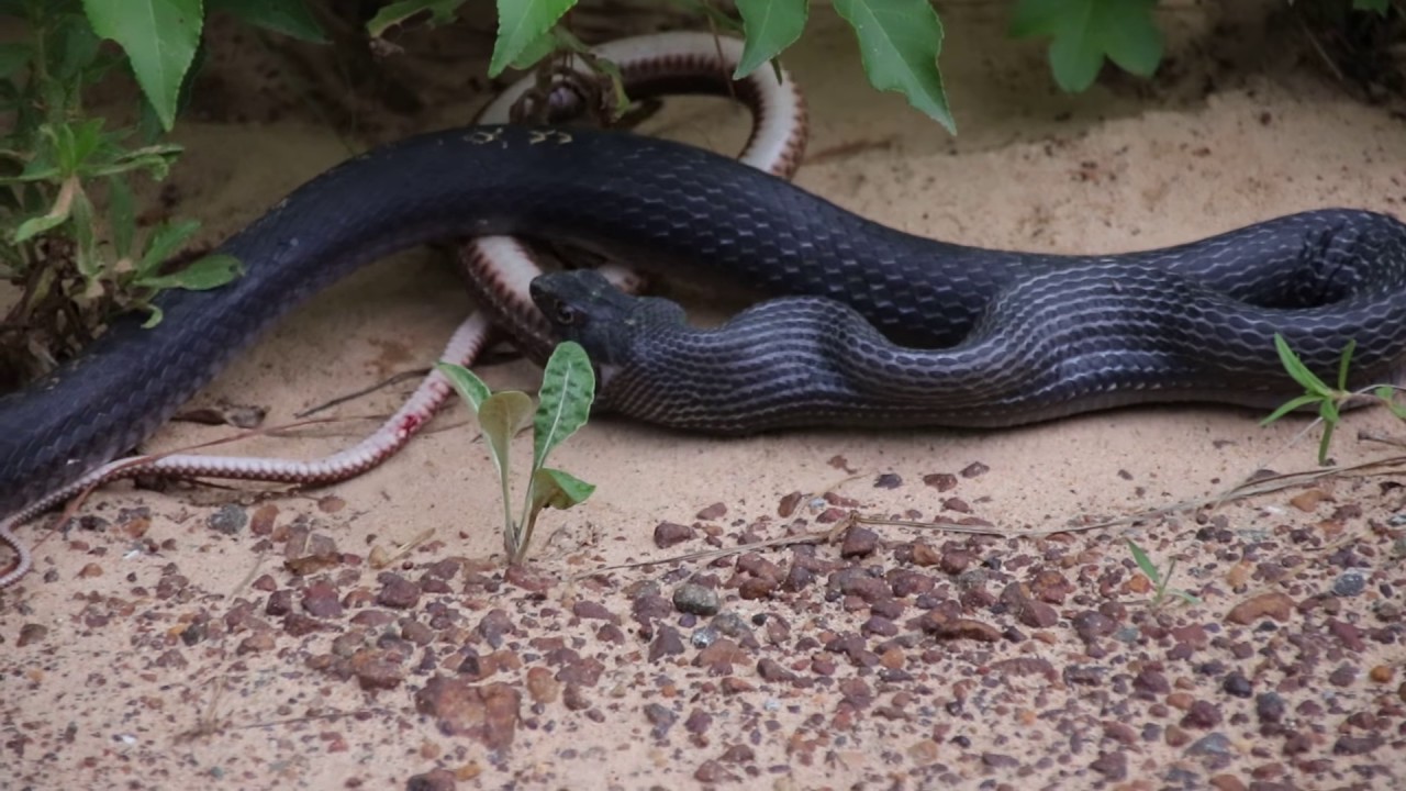 Serpiente "escapa" del interior de otra que se la estaba tragando viva ...