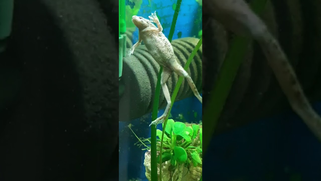 SUPER COOL FROGS‼️ CHECK THIS OUT ‼️ #short - YouTube