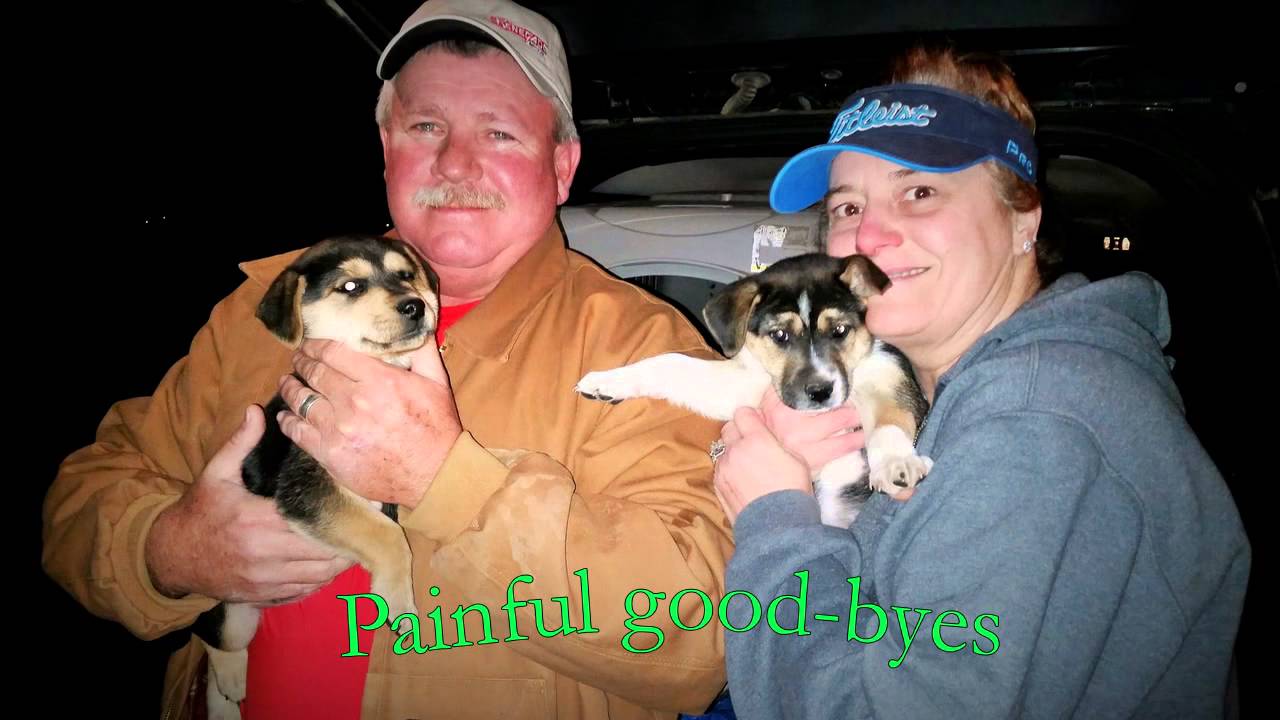 DC Paws 4 2016 - YouTube