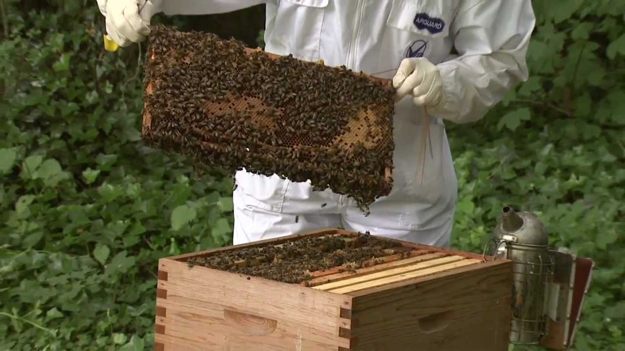 How to use Apistan from Vita to control varroa - YouTube