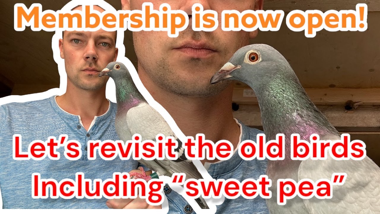 Membership Is Now Open 🕊️ | the Old Birds | Including Sweet Pea! - YouTube