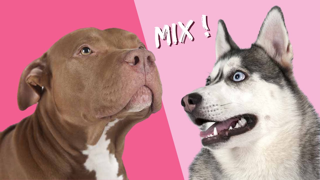 3 PITSKY Facts You Didn´t Know - Mix Husky and Pitbull - YouTube
