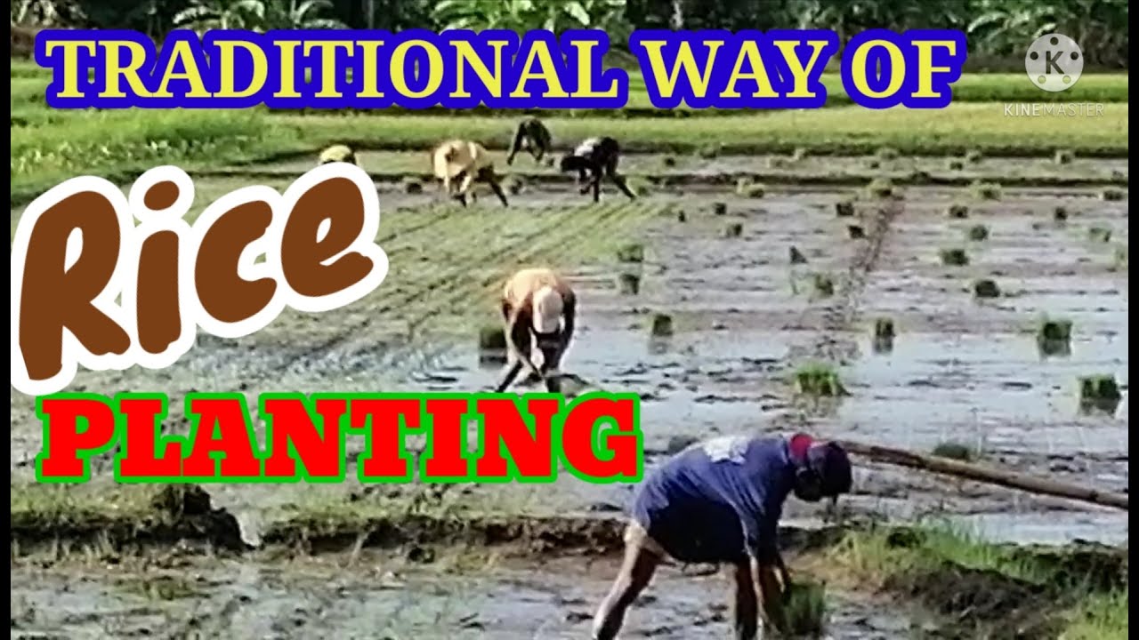 TRADITIONAL RICE PLANTING IN THE PHILIPPINES STEP BY STEP - YouTube