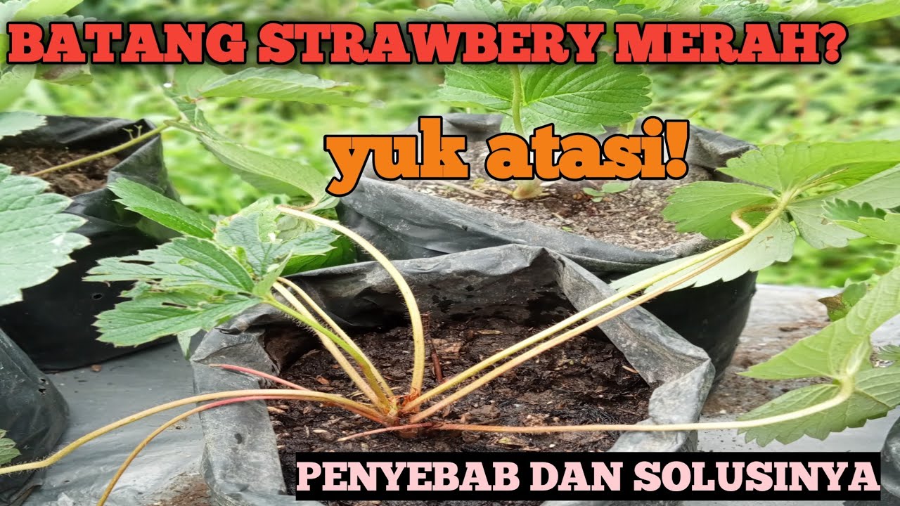 CARA MENGATASI BATANG STRAWBERRY MERAH | PENYEBAB DAN SOLUSINYA - YouTube