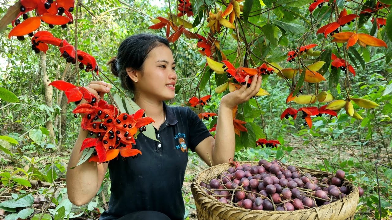 FULL VIDEO: Harvesting Fruits from Nature to bring to the market sell ...