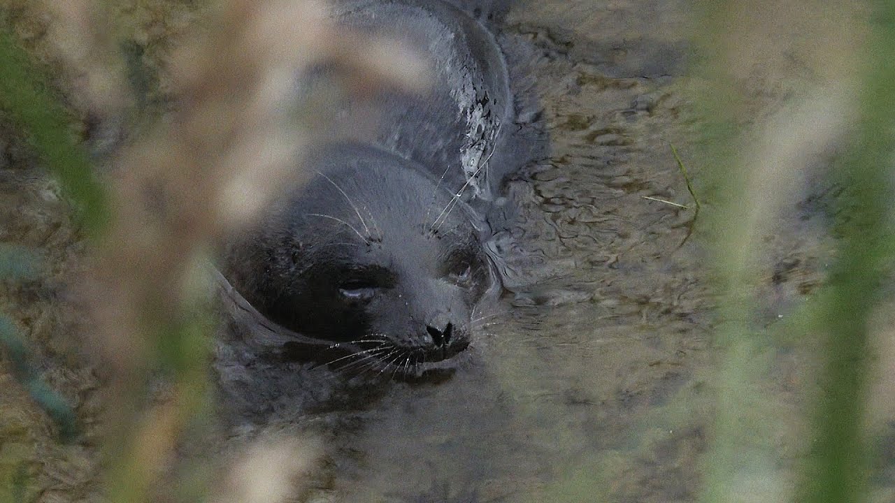 Story of Sanelma. A Saimaa seal puppy treated and released back to lake ...