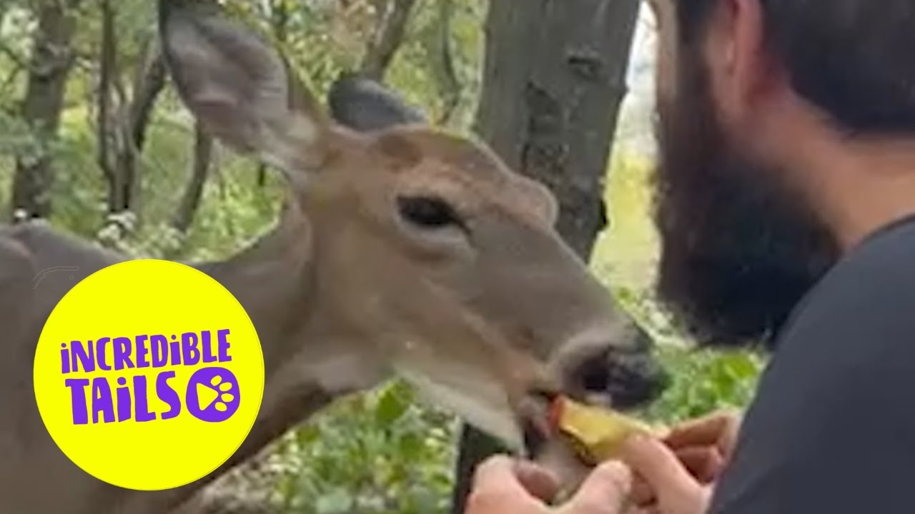 Couple feeds wild deer pieces of apple | SWNS - YouTube