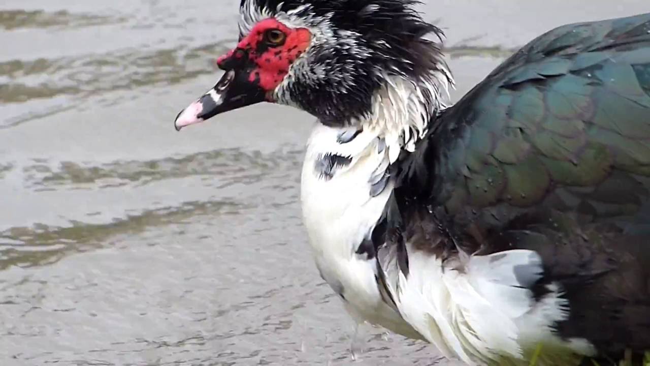 fauna brasileira PATO MALUCO animais brazilian selvagem aves silvestres ...