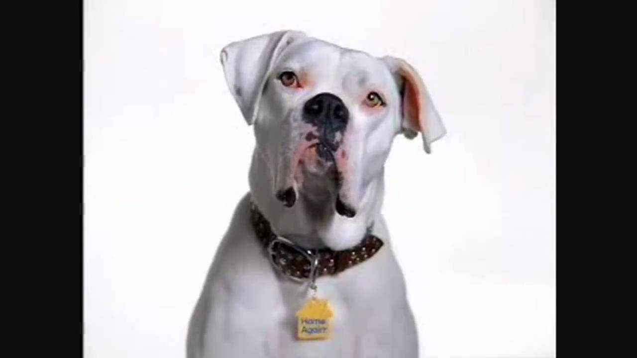 Microchip commercial for dogs by Home Again - YouTube