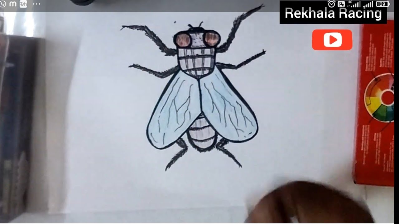 House fly drawing and coloring easy method for kids school projects ...