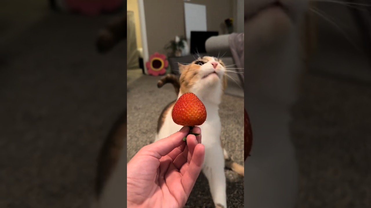 she's very excited for cherry 🍒 - YouTube
