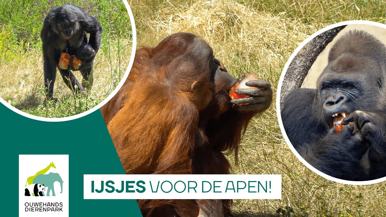 Apen Eten Ijs 4x Ijsjes Eten In Maastricht Maastricht City App