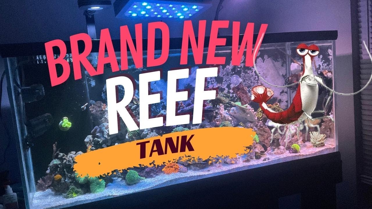 Brand new reef tank for 2023! - YouTube