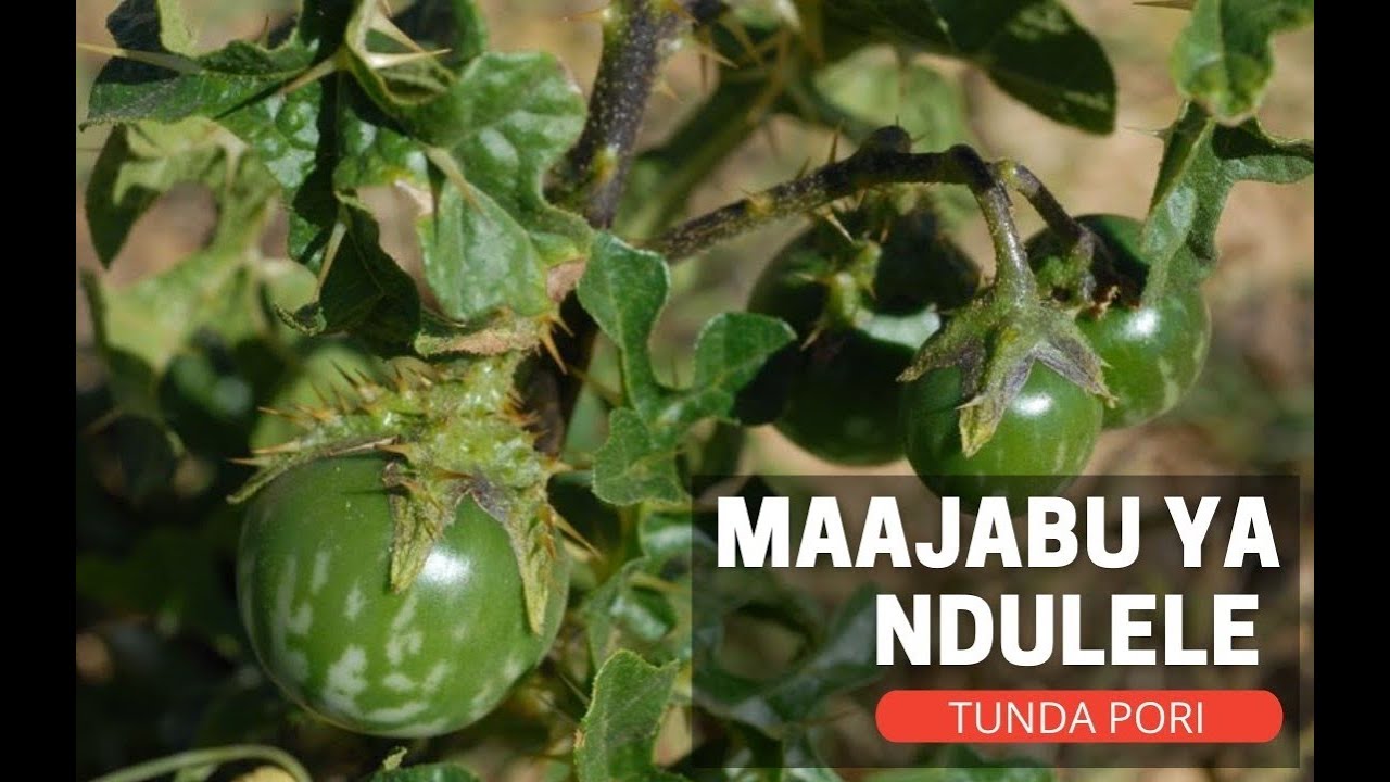 MAAJABU YA NDULELE KATIKA MAPENZI NO 2 - YouTube
