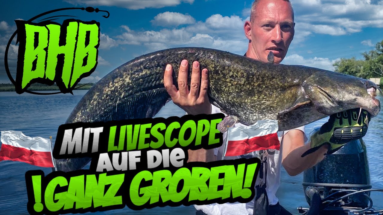 Waller angeln mit LiveScope auf die ganz Großen - YouTube