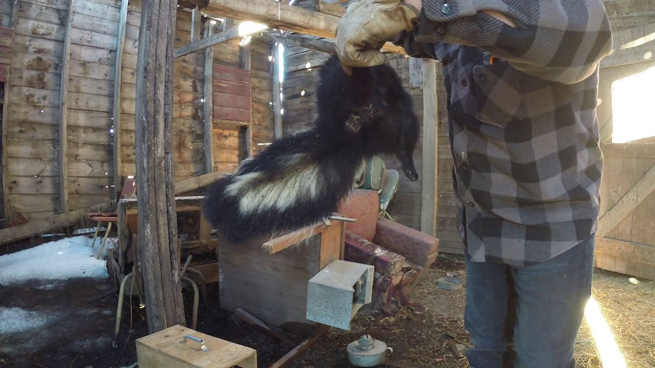 Coon Trapping Second Check - YouTube