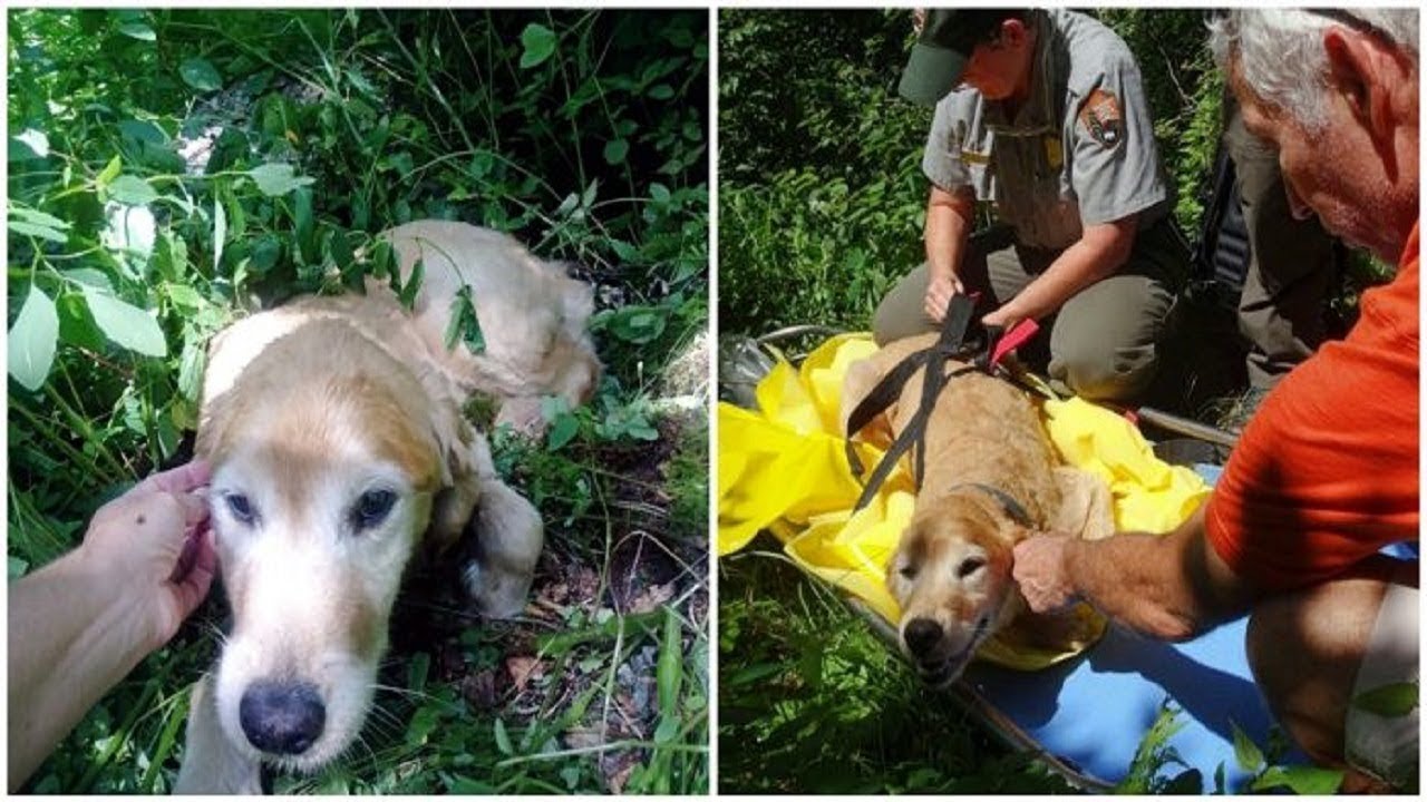 Lost Dog Spotted Among The Forest Trees After He Had Been Missing For ...