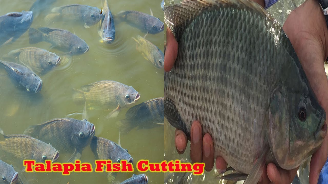 Talapia Fish Cutting Skills In Bangladesh// fastest fish cutting skills ...
