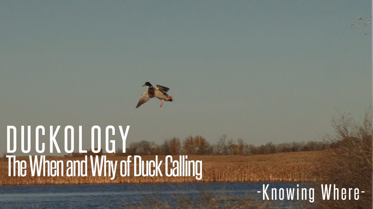 Duckology 1.2 - Knowing Where: The When and Why of Duck Calling ...