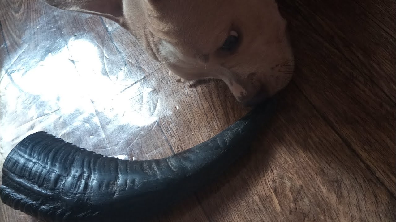 Introducing my pittie to her new toy Carabao Horn| MoguBullyPit - YouTube