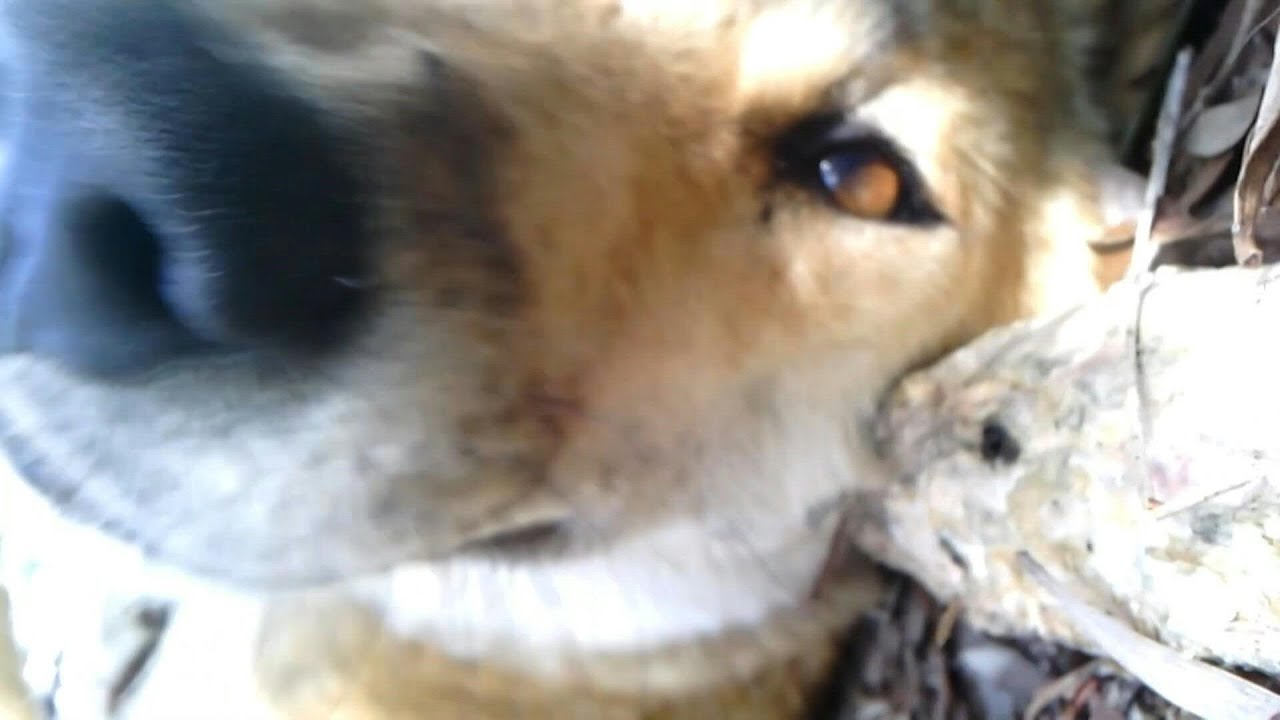 World-first footage reveals secret life of a dingo | AFP - YouTube