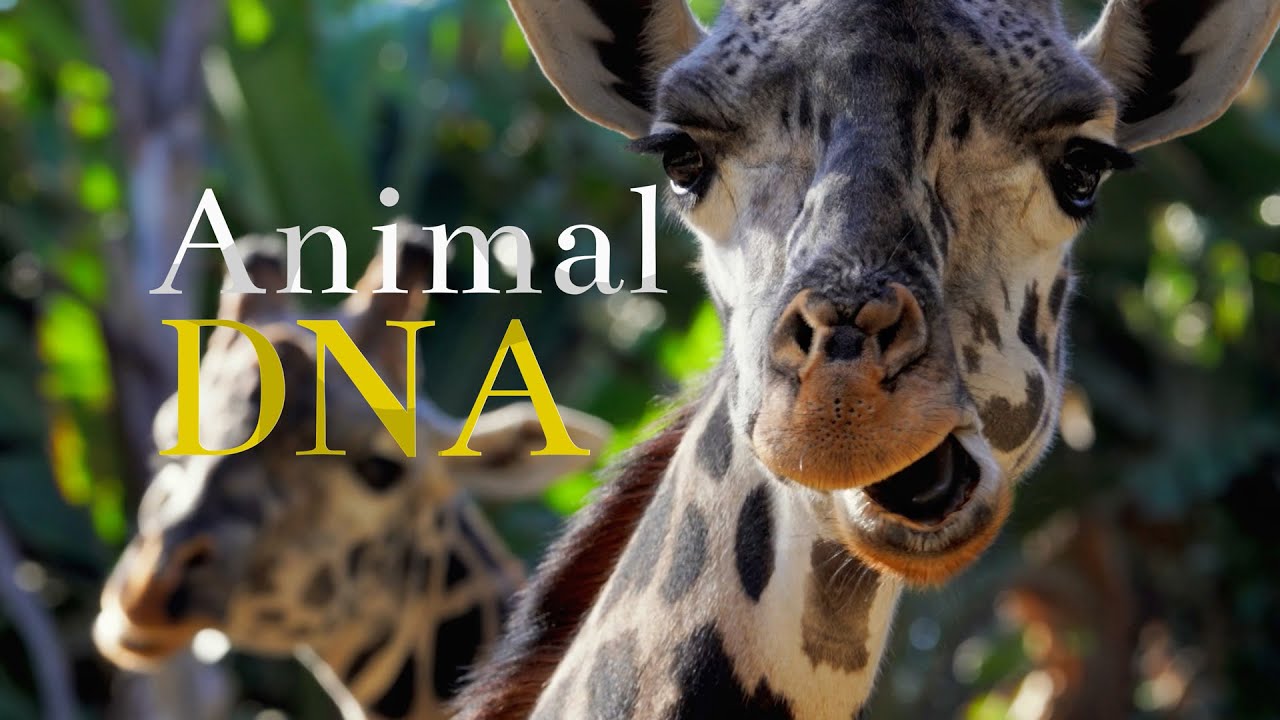 Animal DNA - On Safari - Episode 5 - YouTube