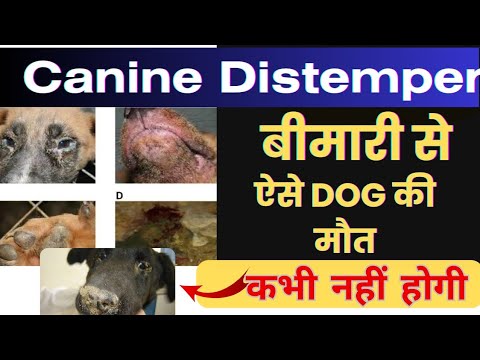 Canine Distemper से ऐसे DOG की मौत कभी नहीं होगी 👉🏻Dog Canine Distemper ...