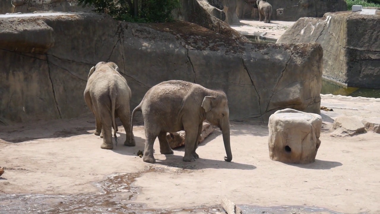 Very big elephant is pooping and peeing on the ground - YouTube